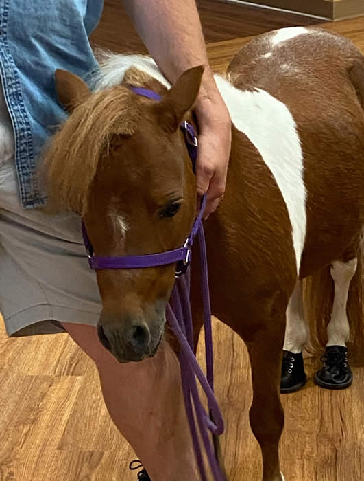 Miniature Stallions for Sale Age 3 & Older