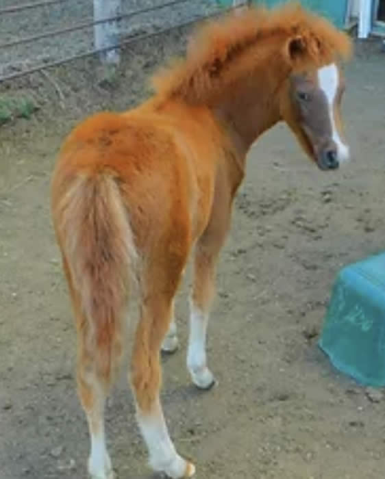 Miniature Yearling Colts offered at MiniHorseSales.com