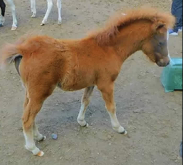 Miniature Yearling Colts offered at MiniHorseSales.com