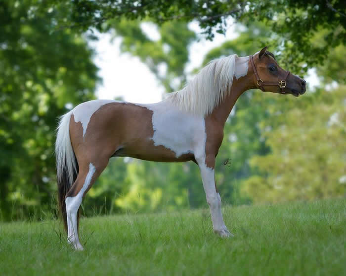 Miniature Stallions for Sale Age 3 & Older