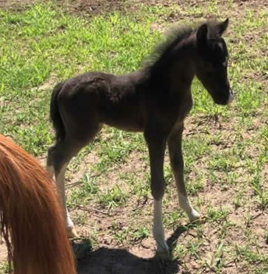 Miniatiure Horse Broodmares for Sale in the USA and Canada