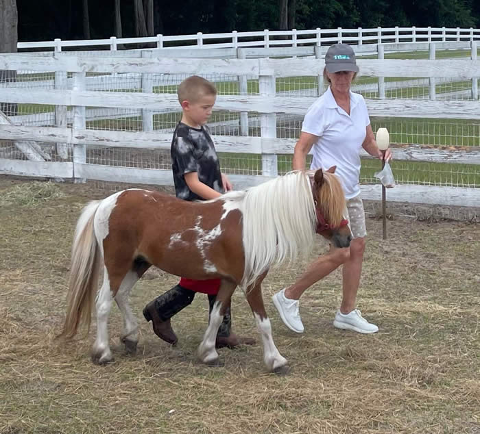 Miniature Stallions for Sale Age 3 & Older