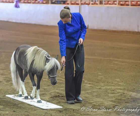 Miniature Geldings for Sale from MiniHorseSales.com