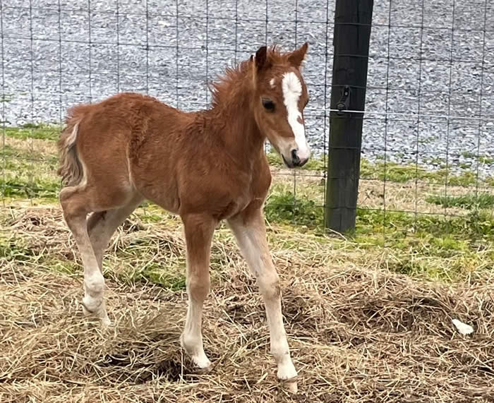 Miniature Weanling Colts offered at MiniHorseSales.com
