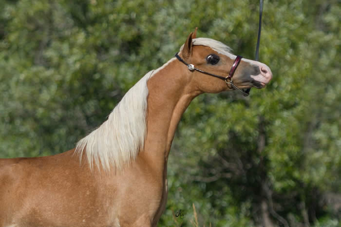 Miniature Mares for Sale from top US breeders