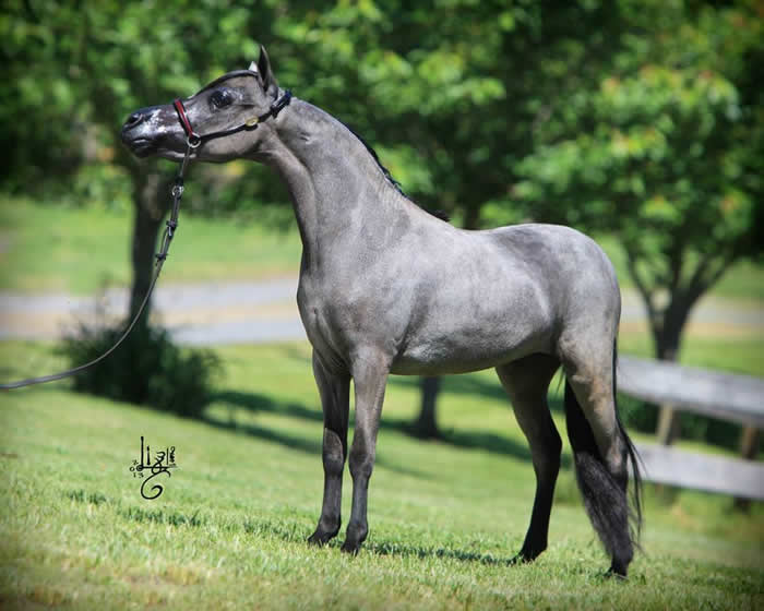 Miniatiure Horse Broodmares for Sale in the USA and Canada