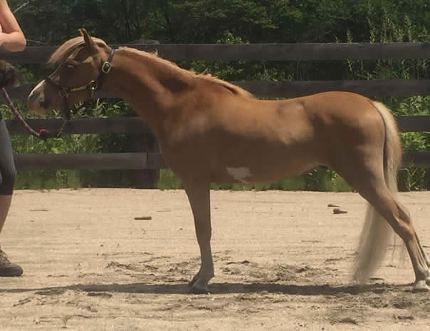 4H Pet Miniature Geldings available to good homes