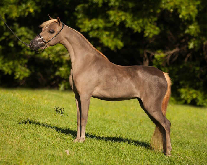 Miniature Stallions for Sale Age 3 & Older