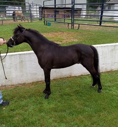 Triple Registered Stallions from MiniHorseSales.com