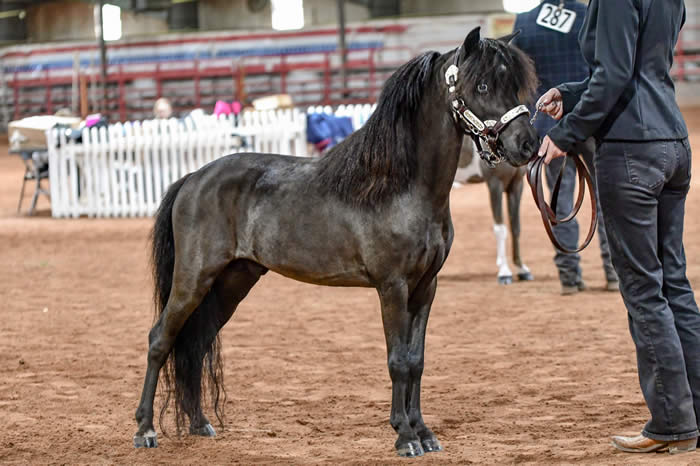 Triple Registered Stallions from MiniHorseSales.com